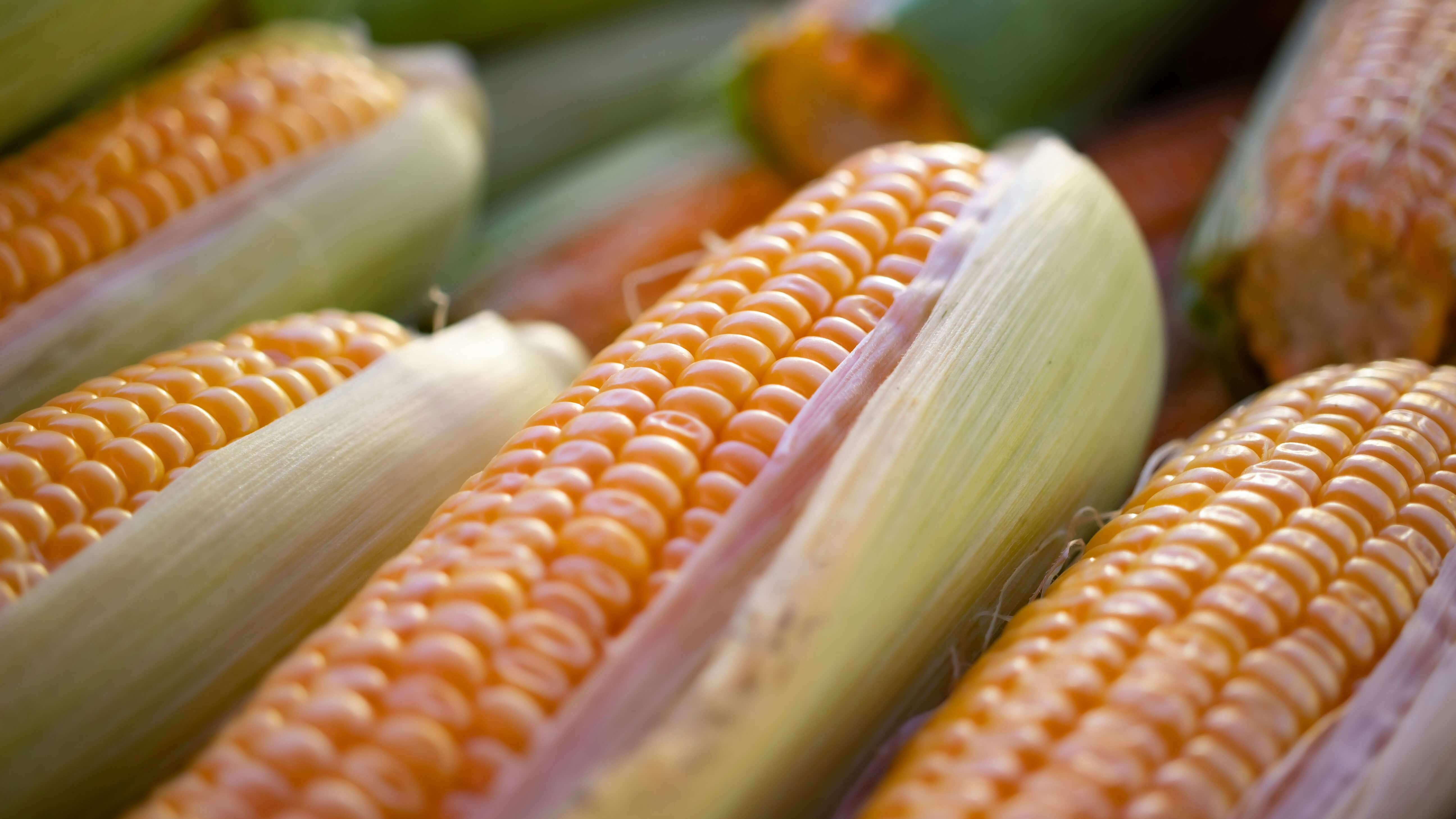 Lynn Jones: How close to plow to the corn | Mississippi News Group